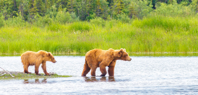 Almond & Sea Salt Bear Claws | Wild West Chocolate
